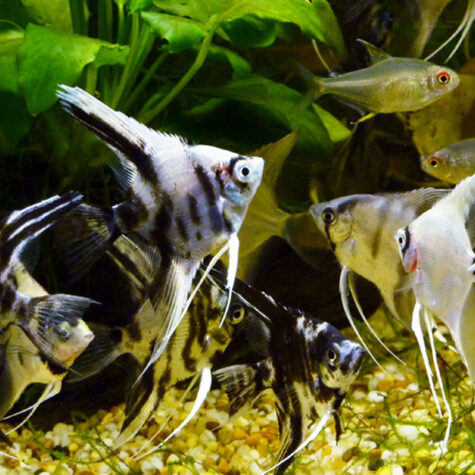 Freshwater Angelfish for sale at AzGardens.com a family farm since 1987.