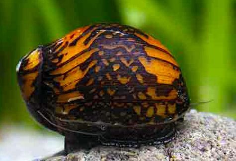 Hairy Tower Substrate Burrower Snail | Arizona Aquatic Gardens