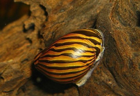 Aquarium Fish, Plants & Accessories - Arizona Aquatic Gardens