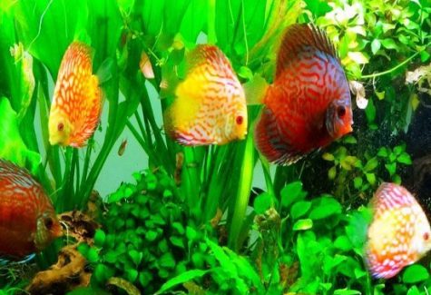 Red Pigeon Blood Discus | Arizona Aquatic Gardens