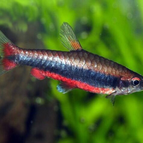 Ruby Red Tropical Pencilfish aka: Coral Red Pencil Nannostomus ...