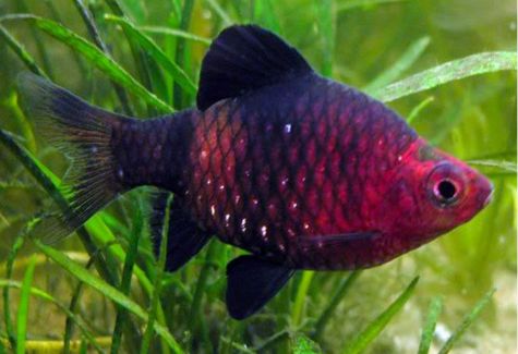 Redline Torpedo Barb Tropical Fish | Arizona Aquatic Gardens