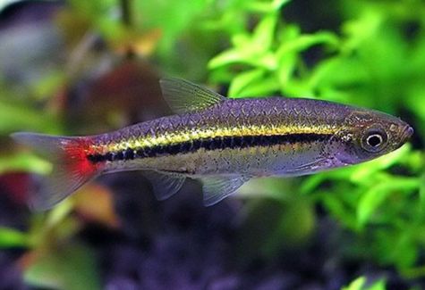 Pygmy Rasbora | Arizona Aquatic Gardens