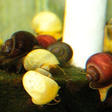 Indigo Bush Grazer Aquatic Pond Snail | Arizona Aquatic Gardens