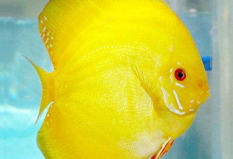 Thailand Red Tomato Discus Fish | Arizona Aquatic Gardens