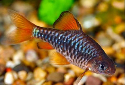 Rummynose Rasbora | Arizona Aquatic Gardens