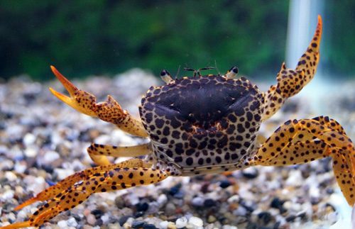 Panther Crabs | Arizona Aquatic Gardens