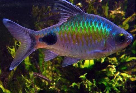 Black Ruby Barb Tropical Fish | Arizona Aquatic Gardens