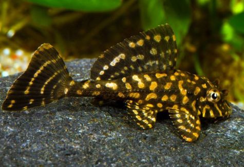 True Zebra Pleco L-46 Tank Raised | Arizona Aquatic Gardens