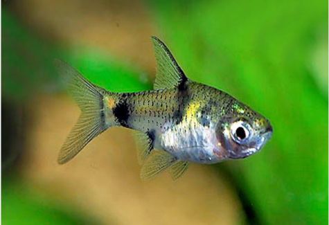 Black Ruby Barb Tropical Fish | Arizona Aquatic Gardens