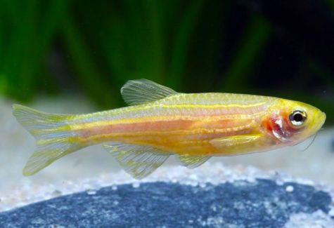 Galaxy Rasbora | Arizona Aquatic Gardens