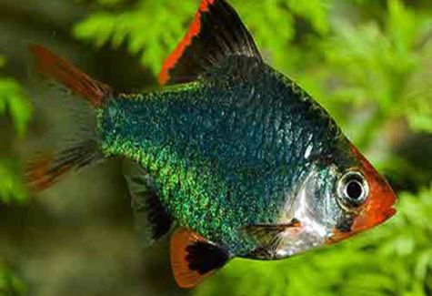 Red Tail Tinfoil Barb Tropical Fish | Arizona Aquatic Gardens