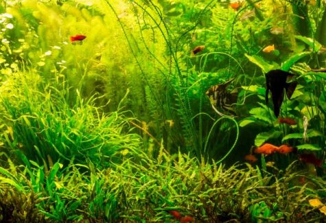 Nano Crustacean Habitat Package | Arizona Aquatic Gardens