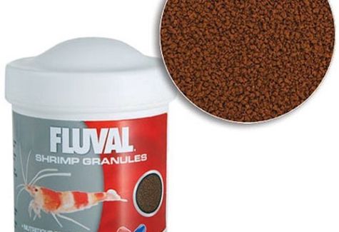 Sandfire Vampire Crab | Arizona Aquatic Gardens