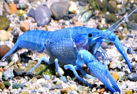 Sandfire Vampire Crab | Arizona Aquatic Gardens