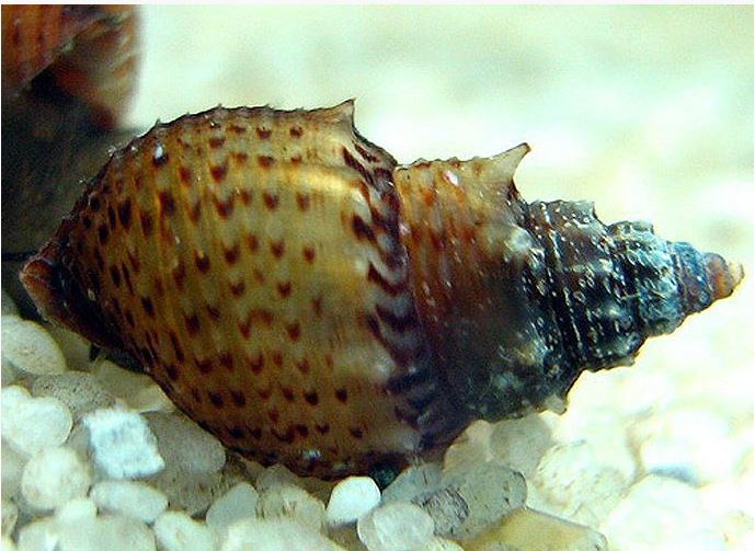 Hairy Tower Substrate Burrower Snail | Arizona Aquatic Gardens