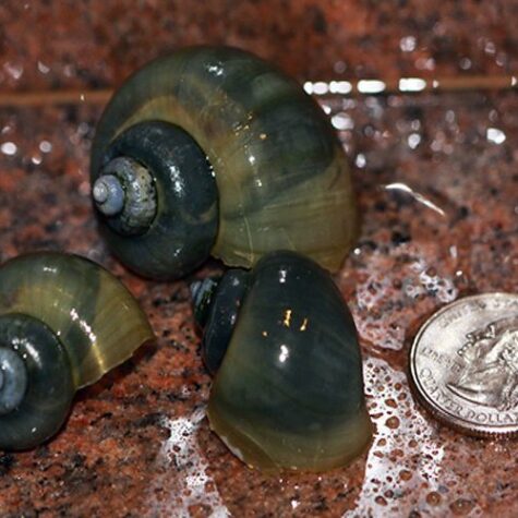 Substrate Burrower Snail - Hairy Tower Snail | Arizona Aquatic Gardens