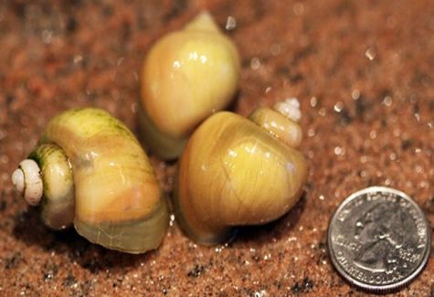 Hairy Tower Substrate Burrower Snail | Arizona Aquatic Gardens