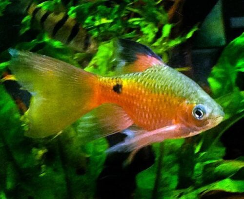 Barb Fish - Rosy Barb MALE LONGFIN Tropical Fish