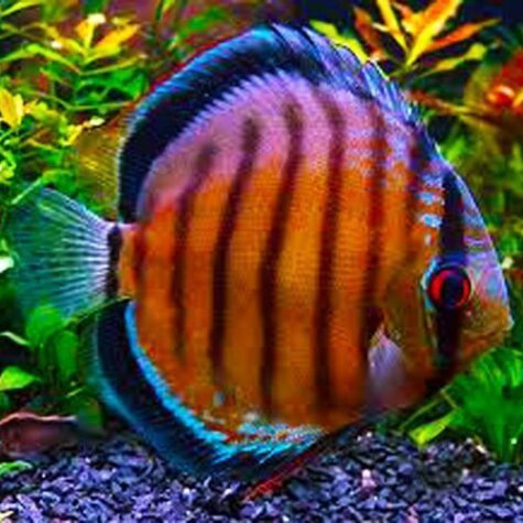 Red Spotted Green Discus | Arizona Aquatic Gardens