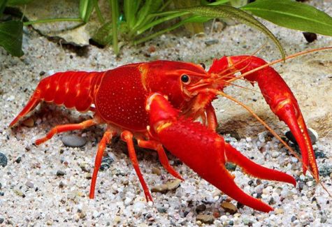 Sandfire Vampire Crab | Arizona Aquatic Gardens