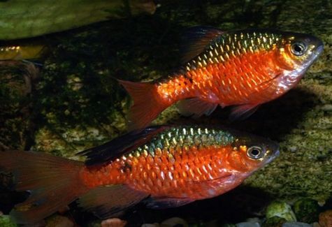 Black Ruby Barb Tropical Fish | Arizona Aquatic Gardens