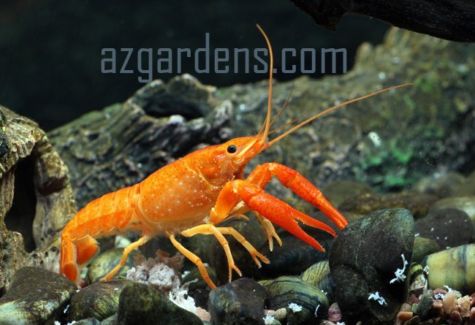 Sandfire Vampire Crab | Arizona Aquatic Gardens