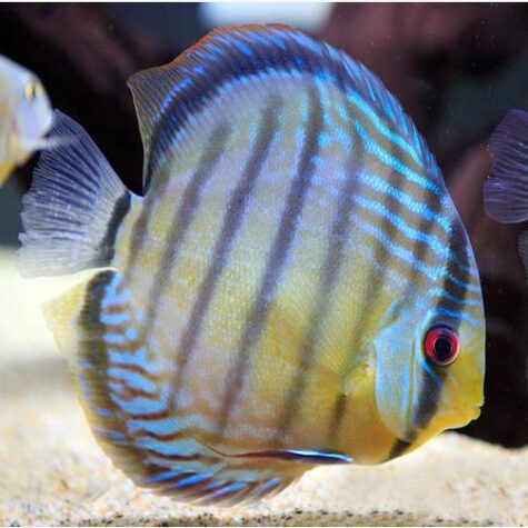 Hi Fin Cobalt Discus | Arizona Aquatic Gardens