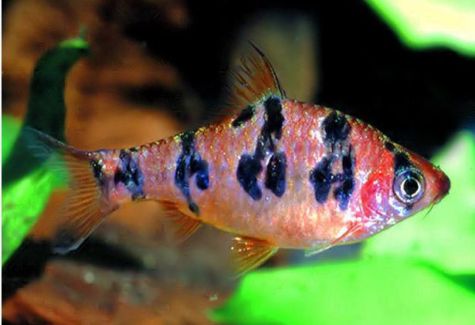 Black Ruby Barb Tropical Fish | Arizona Aquatic Gardens