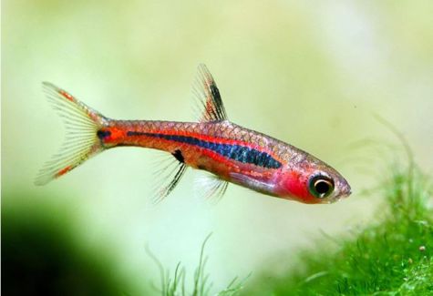 Galaxy Rasbora | Arizona Aquatic Gardens
