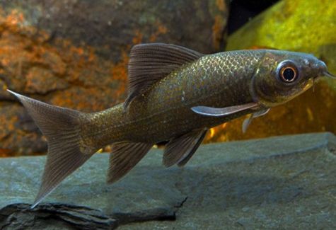 Albino Channel Catfish | Arizona Aquatic Gardens
