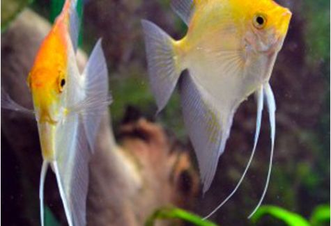 Pterophyllum Leopoldi Angelfish | Arizona Aquatic Gardens