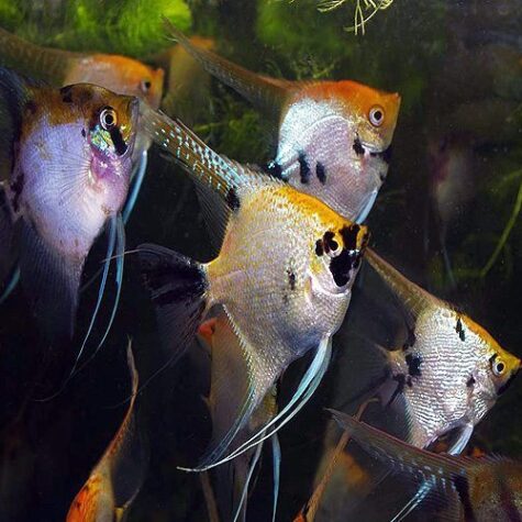 Pterophyllum Scalare Platinum Blue Angelfish | Arizona Aquatic Gardens