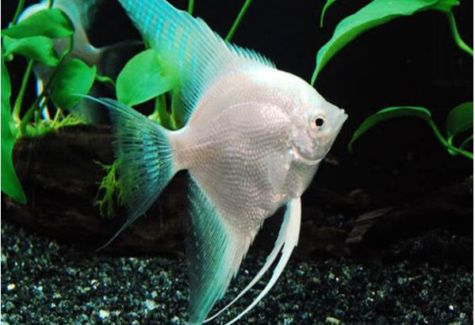 Pterophyllum Altum Peruvian Wild Angelfish | Arizona Aquatic Gardens