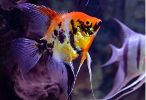 Pterophyllum Scalare Gold Angelfish | Arizona Aquatic Gardens