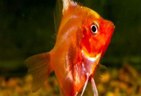 Pterophyllum Scalare Platinum Blue Angelfish | Arizona Aquatic Gardens