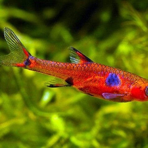Rasbora - Harlequin, Purple - Arizona Aquatic Gardens