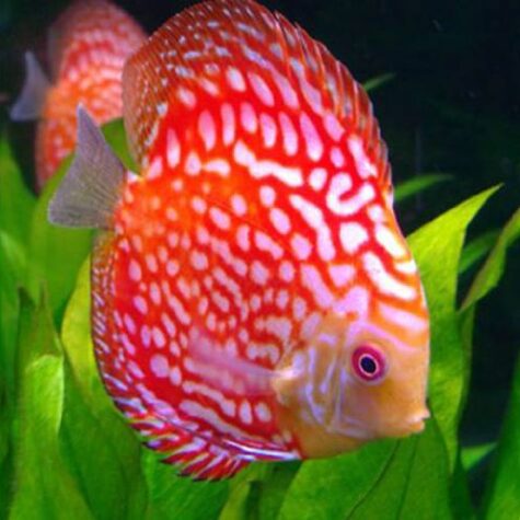 Hi Fin Cobalt Discus for sale AzGardens.com