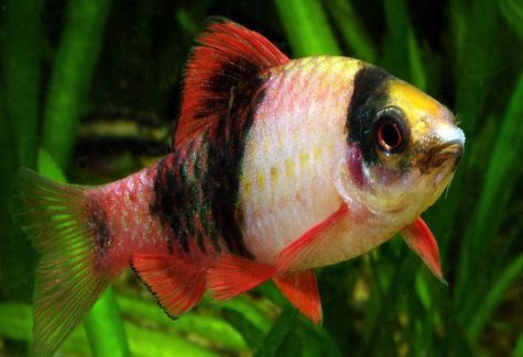 Albino Cherry Barb Tropical Fish | Arizona Aquatic Gardens