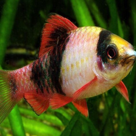 Black Ruby Barb Tropical Fish | Arizona Aquatic Gardens