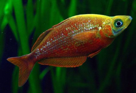 Turquoise Rainbowfish Tropical Fish | Arizona Aquatic Gardens