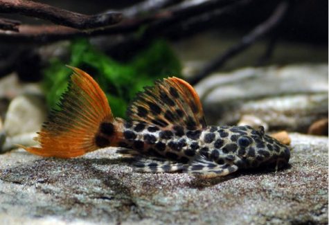 Sultan Pleco L264 | Arizona Aquatic Gardens