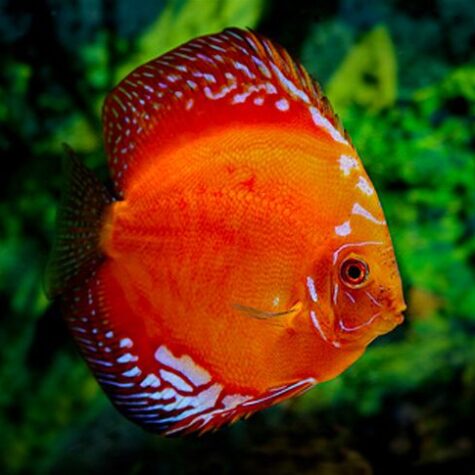 San Merah Discus fish for sale AzGardens.com 5-Star ***** quality