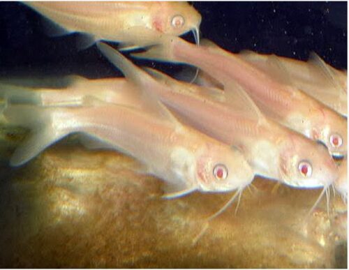 Albino Channel Catfish | Arizona Aquatic Gardens