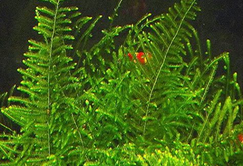 New / Limited Aquarium Plants Archives | Arizona Aquatic Gardens