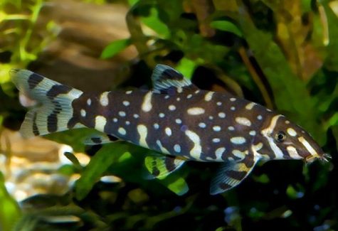 Loach, Botia & Garra Aquarium Fish Archives | Arizona Aquatic Gardens