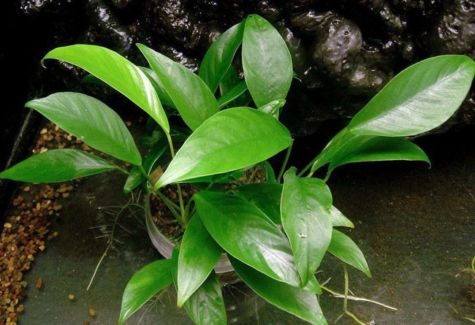 Anubias Frazeri Aquarium Plant | Arizona Aquatic Gardens