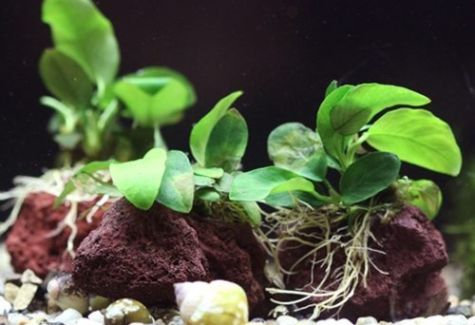 Java Moss Mounted on Lava Rock | Arizona Aquatic Gardens