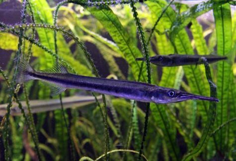 Aquarium Fish, Plants & Accessories - Arizona Aquatic Gardens