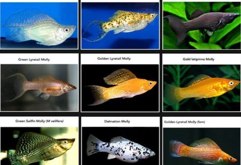 Yucatan Sphenops Molly | Arizona Aquatic Gardens